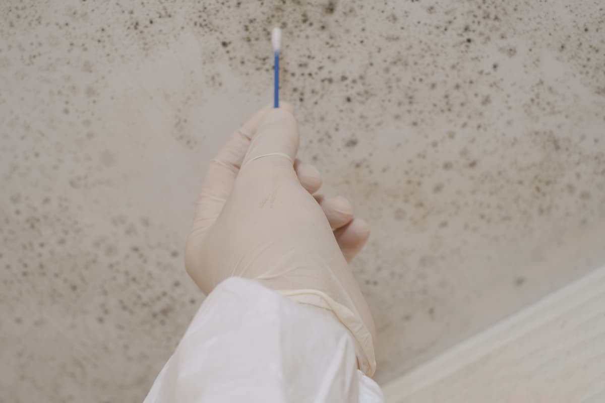 Mold Testing: What to Expect and Why It Is Essential - Mold Recon